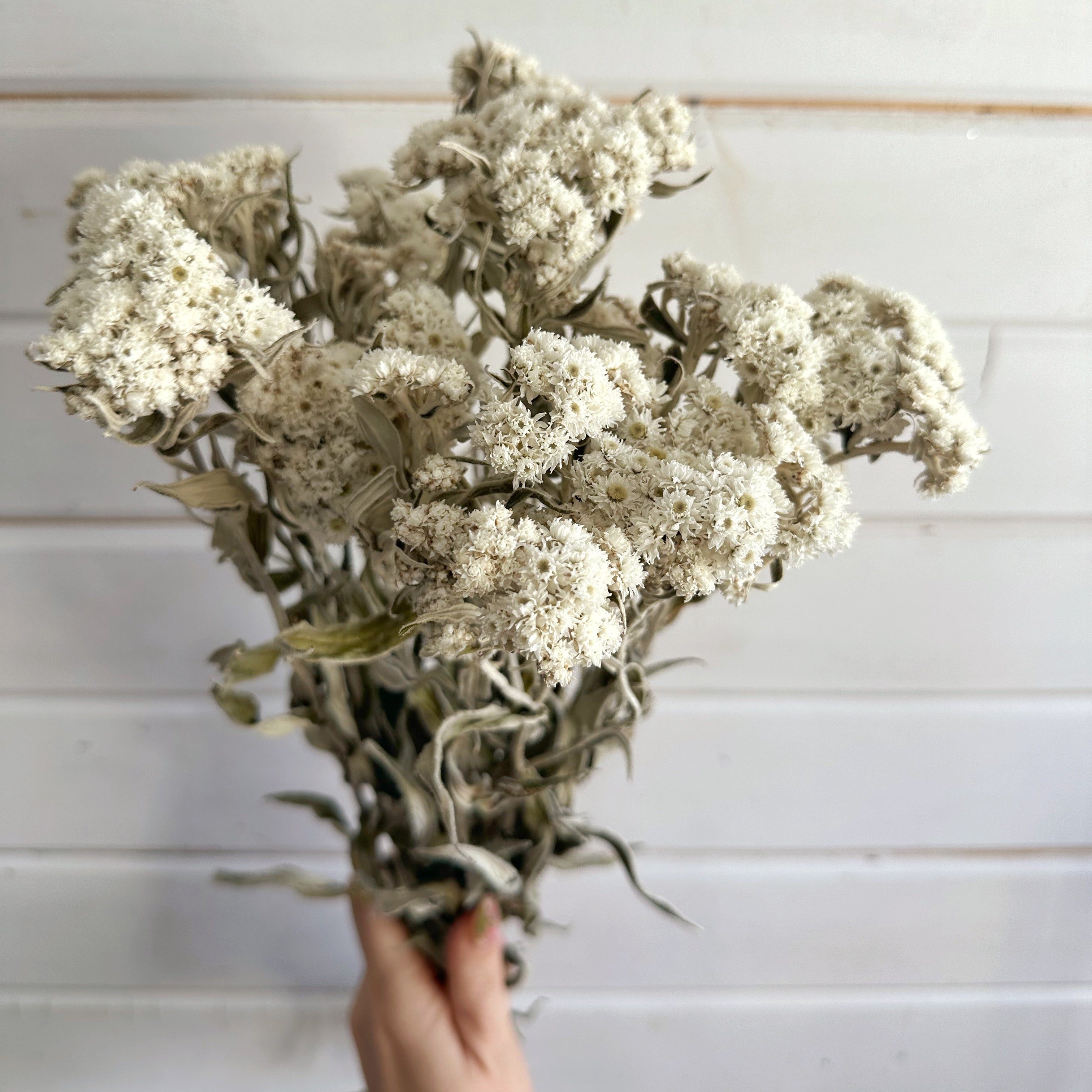 Dried/Preserved Greenery + Filler - Oh! You're Lovely - Sola Wood Flowers
