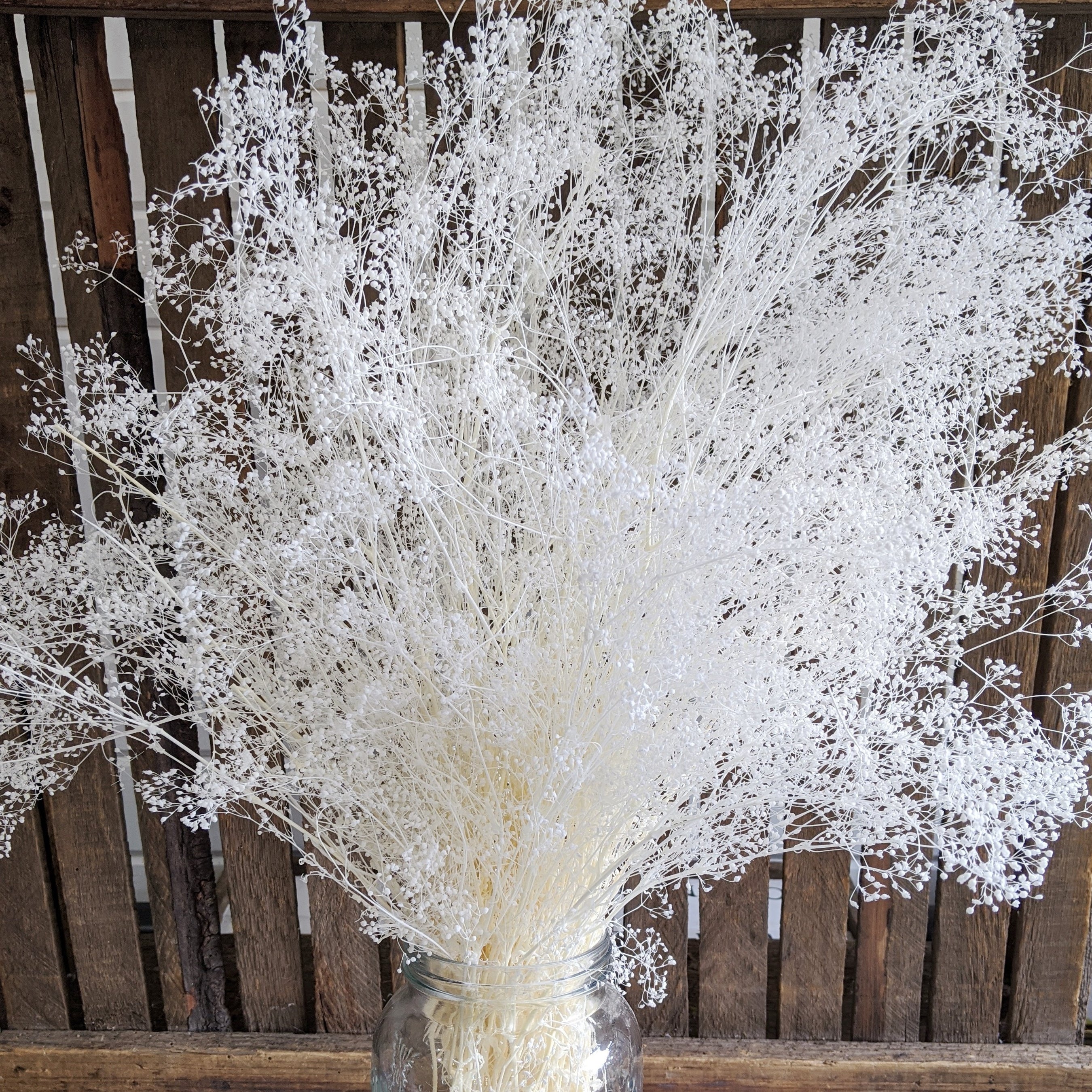 Dried/Preserved Greenery + Filler - Oh! You're Lovely - Sola Wood Flowers