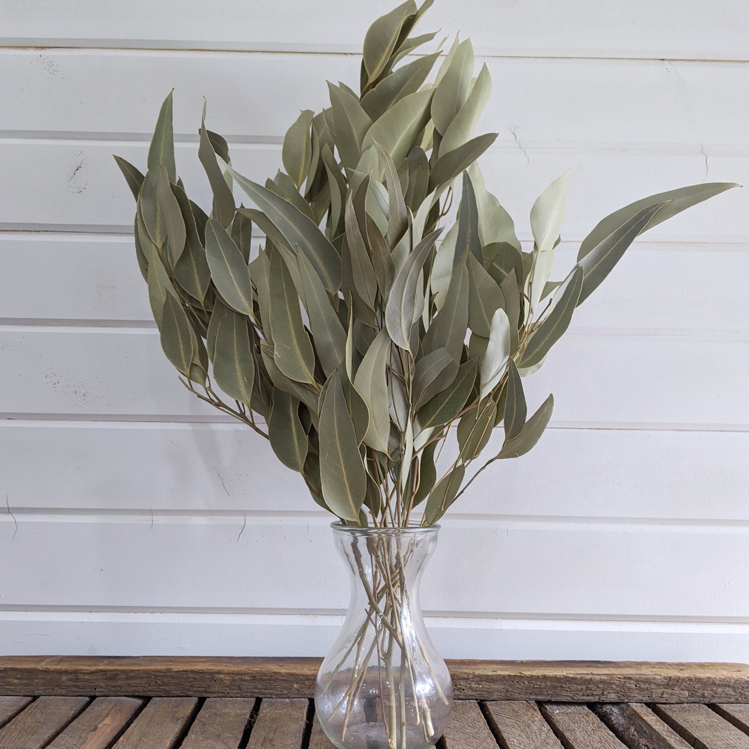 Dried/Preserved Greenery + Filler - Oh! You're Lovely - Sola Wood Flowers