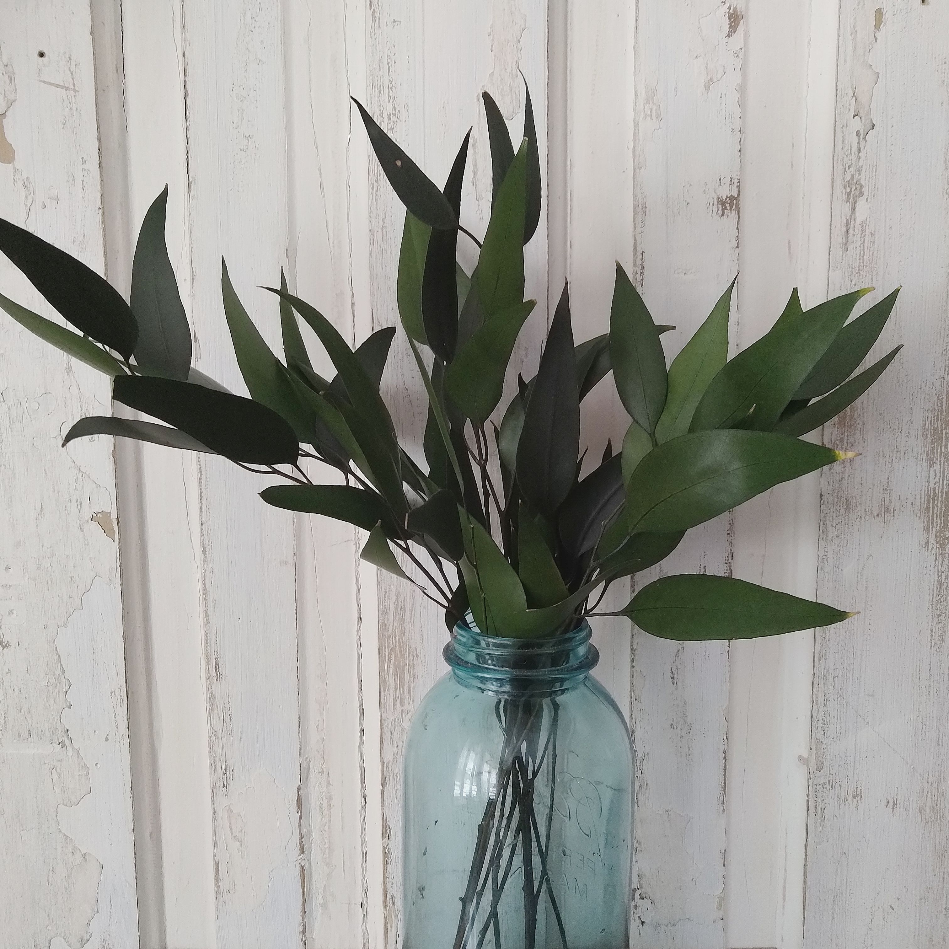 Dried/Preserved Greenery + Filler - Oh! You're Lovely - Sola Wood Flowers